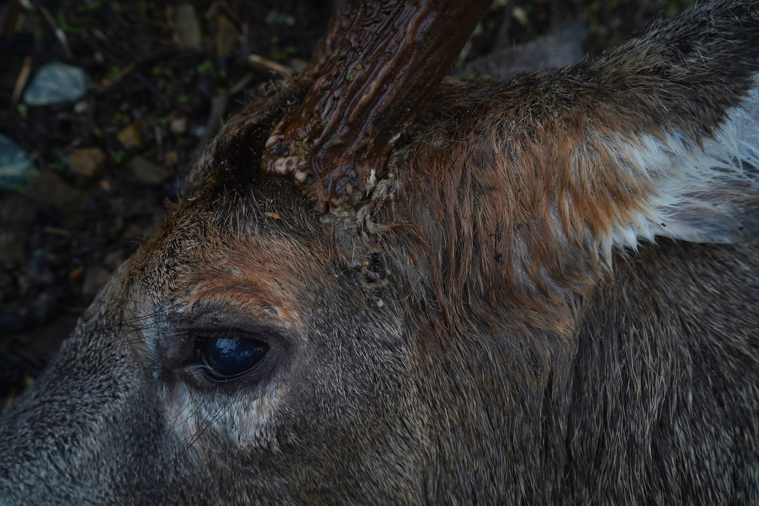 The #1 Myth Deer Hunters Believe - Deer IQ