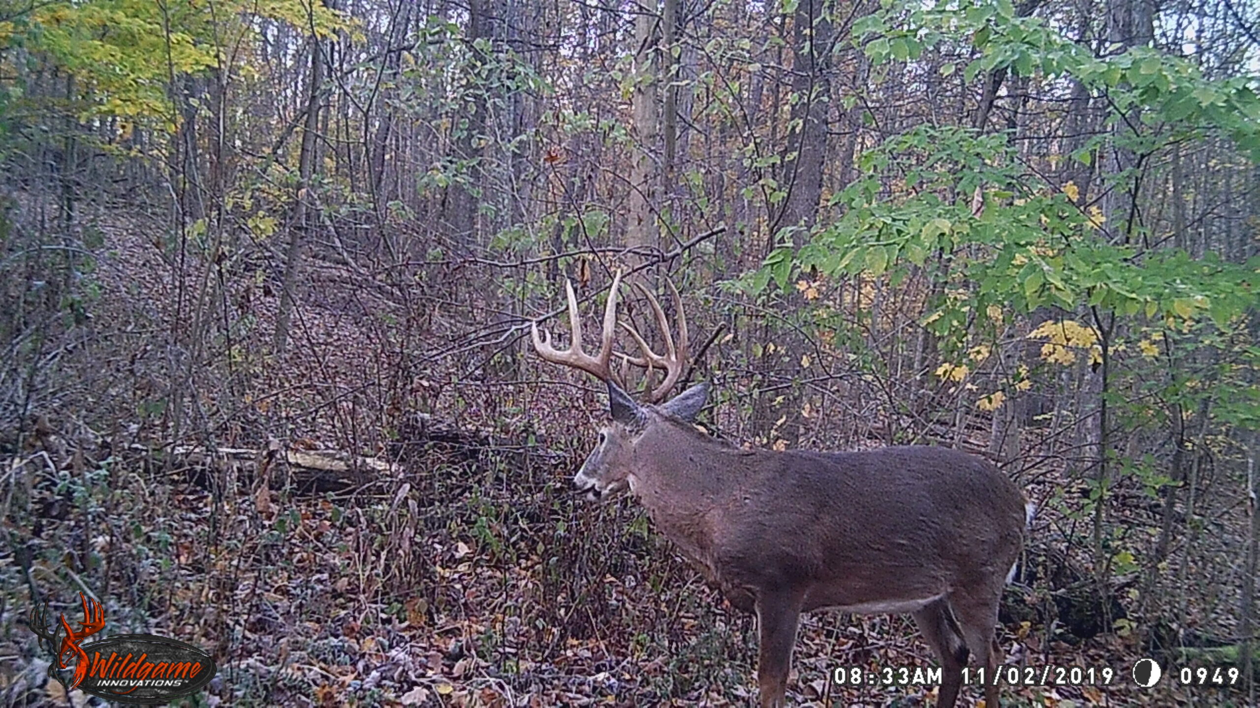 How to Hang Trail Cameras That Deer Won't Detect - Deer IQ